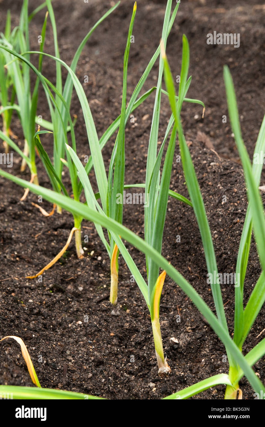 Garlic 'Spanish Red', Allium sativum, shoots in a row at The Eden ...
