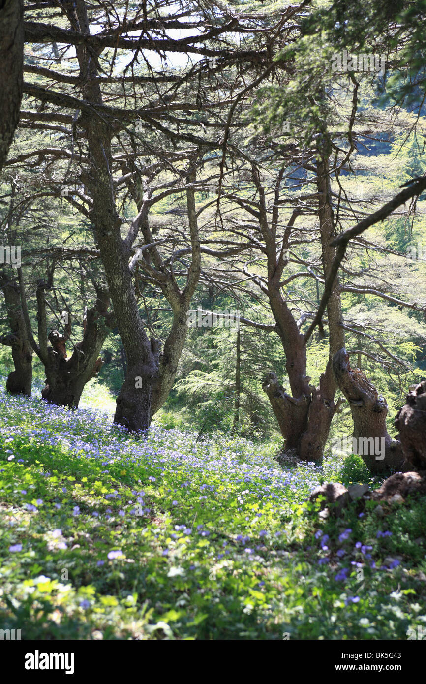 Chouf Cedar Reserve, Lebanon, Middle East Stock Photo - Alamy
