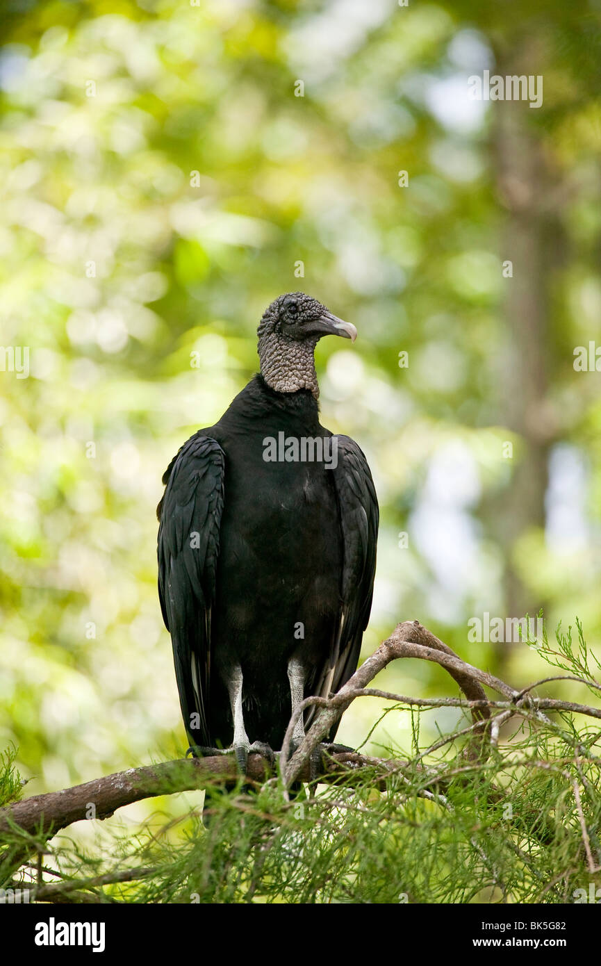 black vulture perched in tree florida USA Stock Photo - Alamy