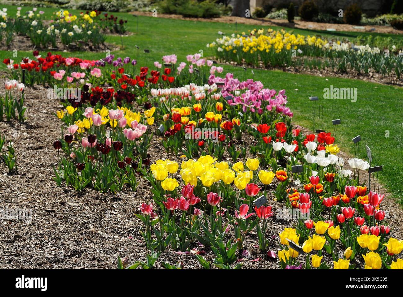 Flower bed of colorful tulips in the Dallas Arboretum Park, Texas Stock ...