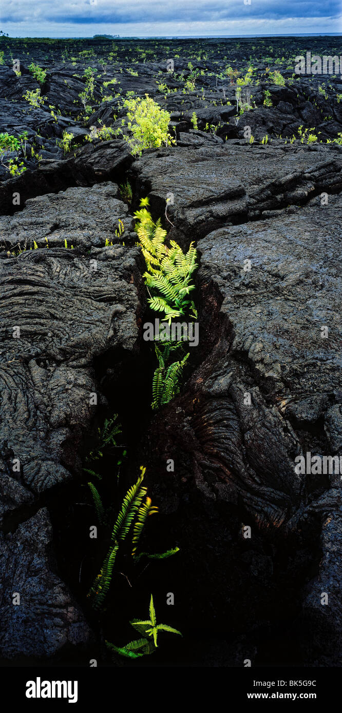 Lava field and plant regrowth, Savaii, Samoa Stock Photo - Alamy