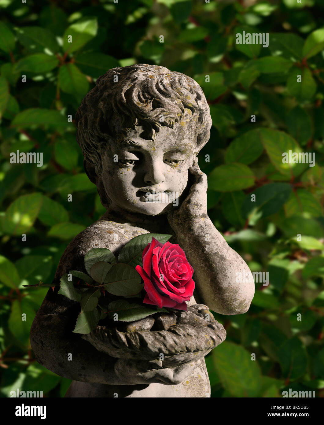 statue of a child in a garden with a red rose portrait Stock Photo - Alamy
