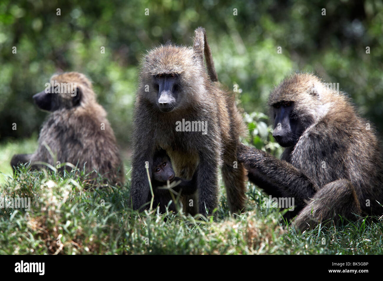 Baboons at Lake Nakuru National Park, Kenya, East Africa, Africa Stock ...