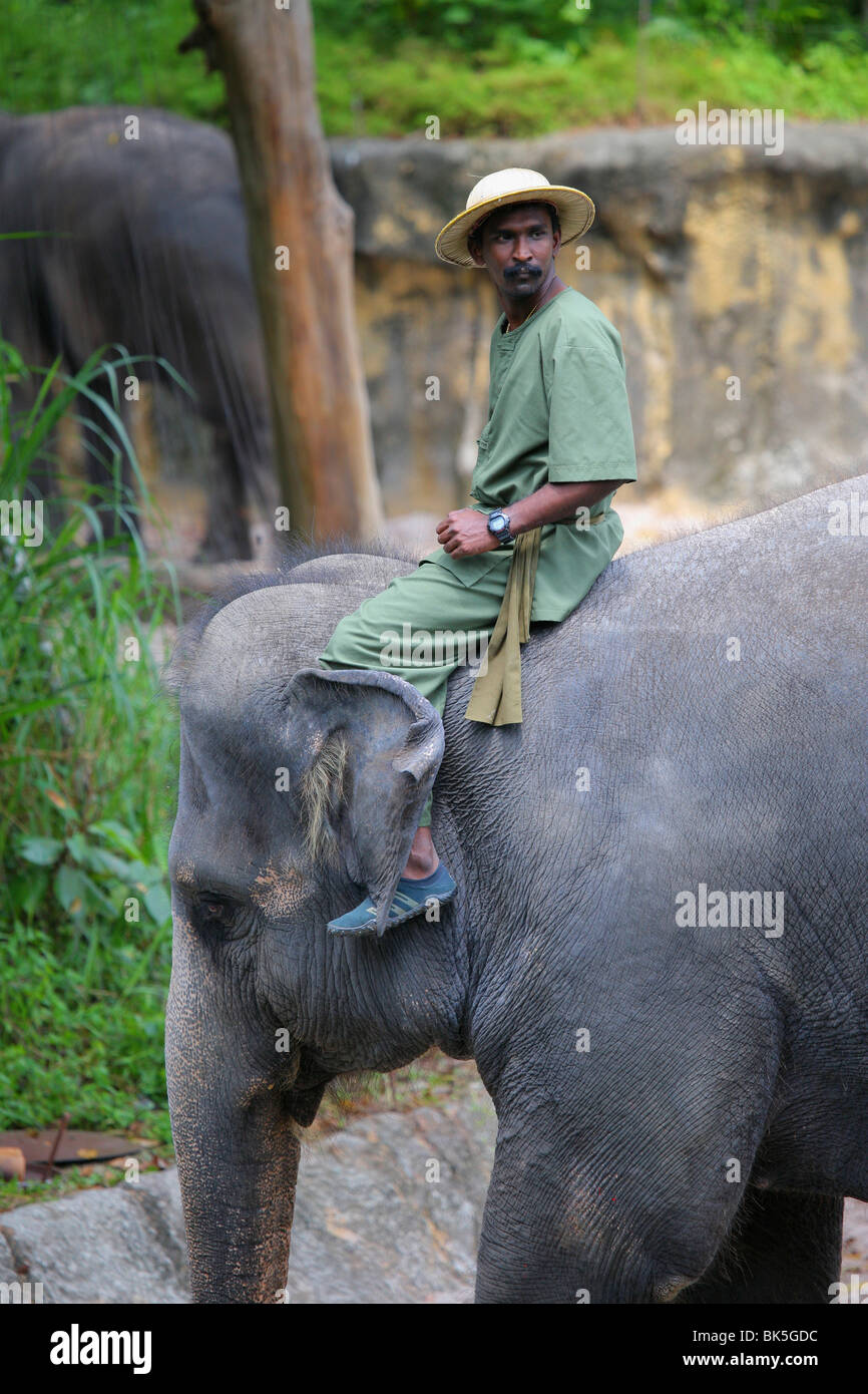 Elephant trainer riding an elephant, Singapore Zoo, Singapore Stock ...
