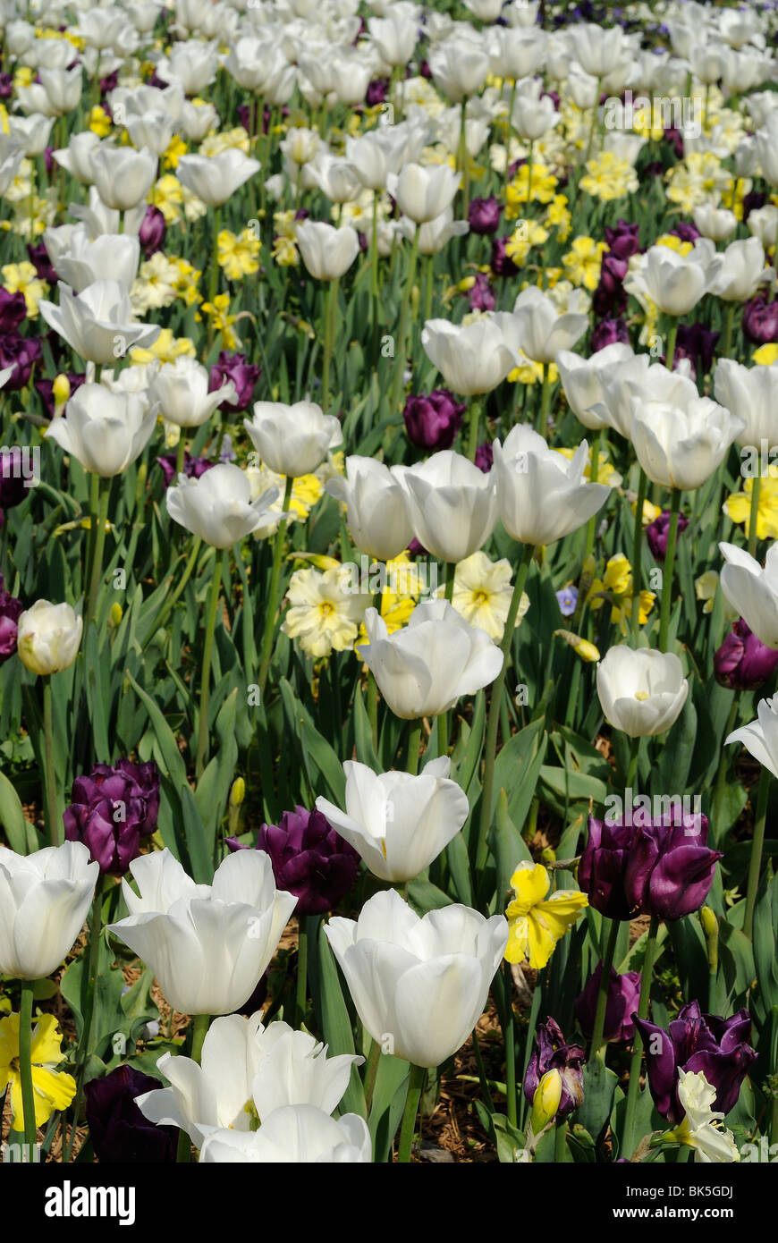 Flower bed of white tulips blooming in the Dallas Arboretum Park, Texas ...