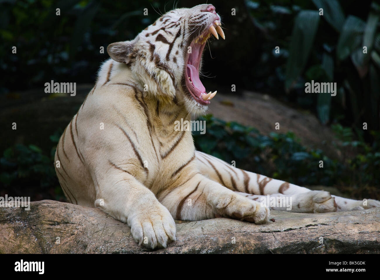 White tiger (Panthera tigris) roaring, Singapore Zoo, Singapore Stock ...