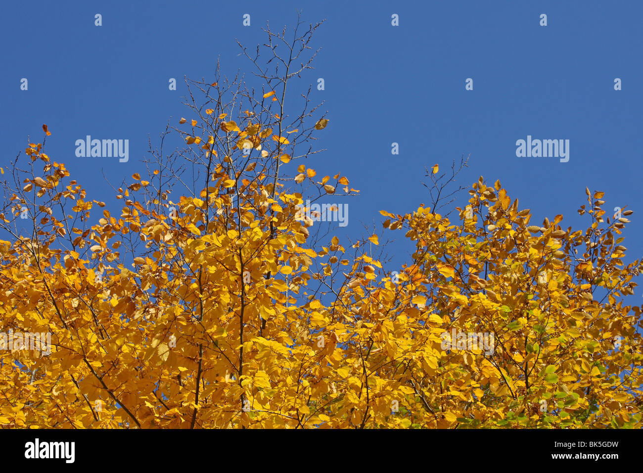 Yellow beech tree leaves in the Autumn against deep blue sky Stock ...