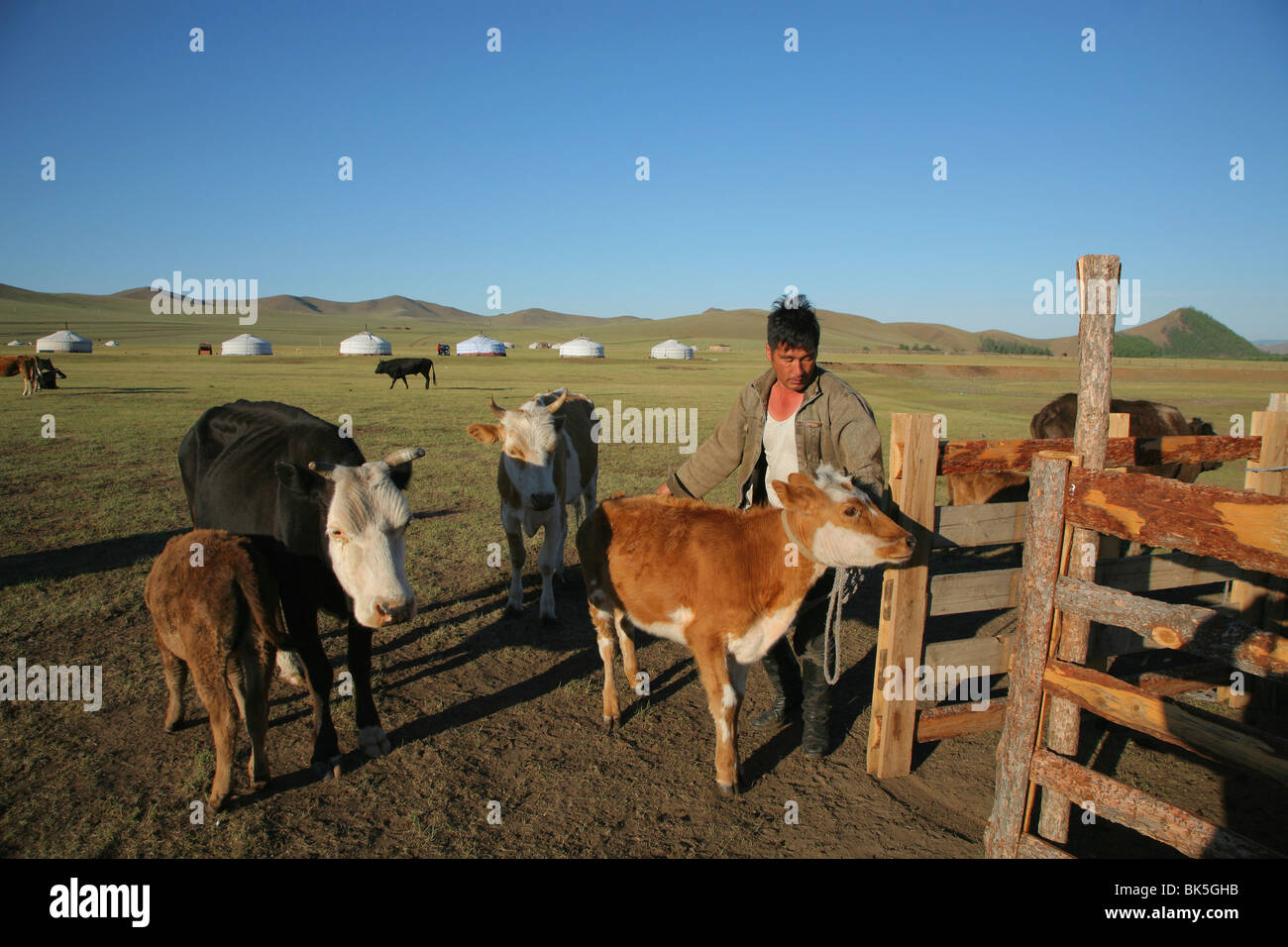 Nomadic family mongolian livestock hi-res stock photography and images ...