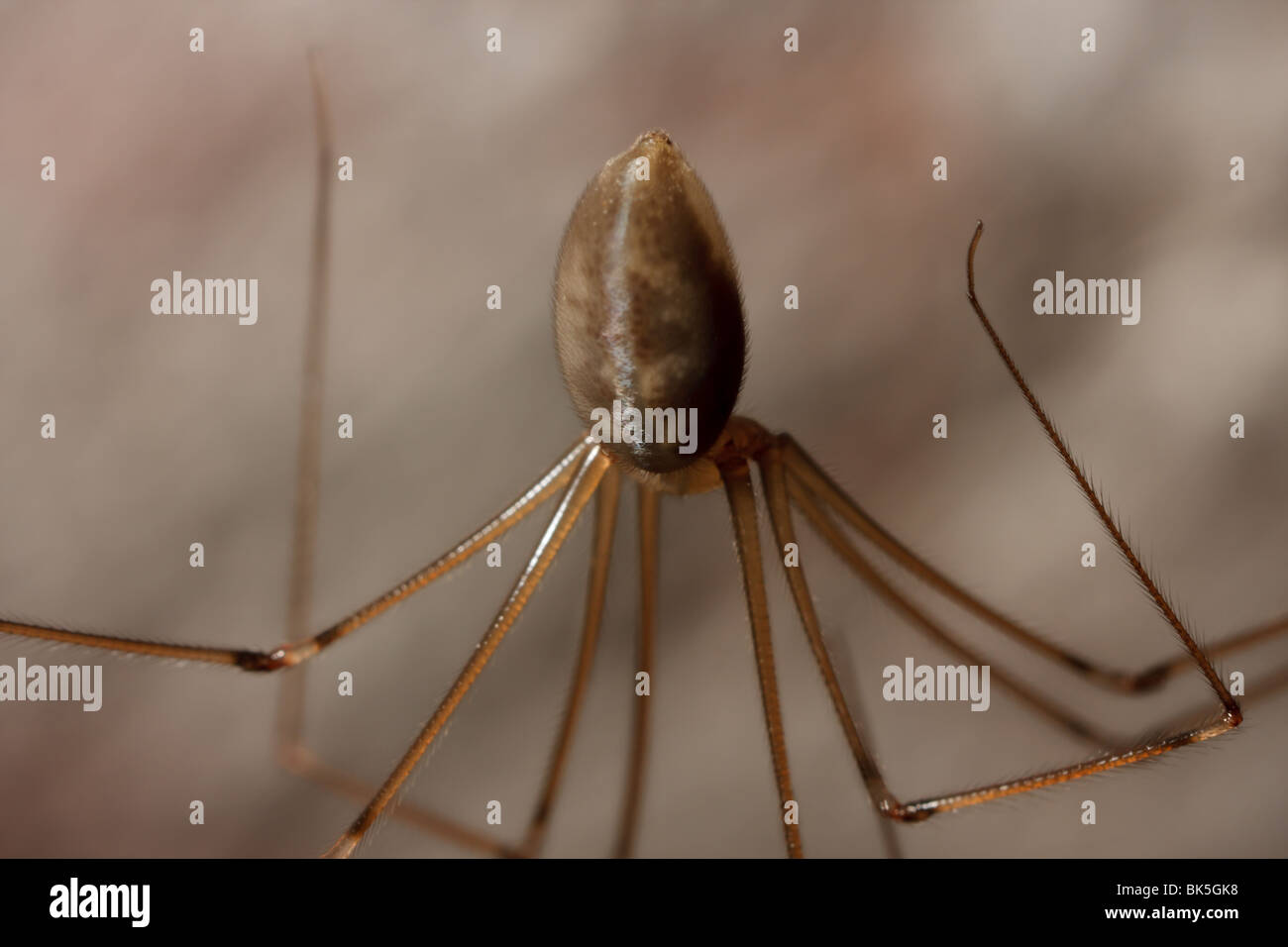 Daddy longleggers hi-res stock photography and images - Alamy