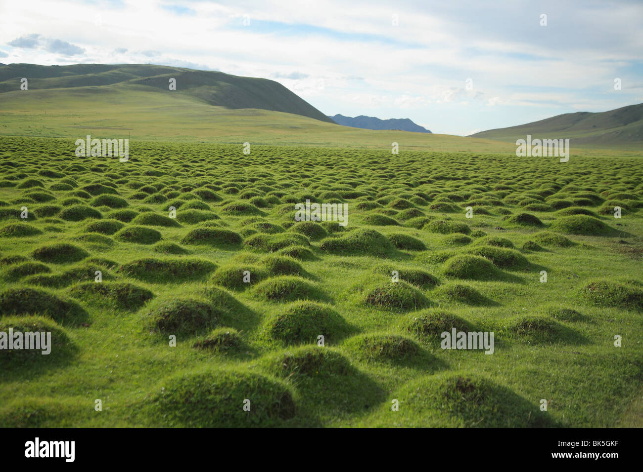 Mongolian Grass
