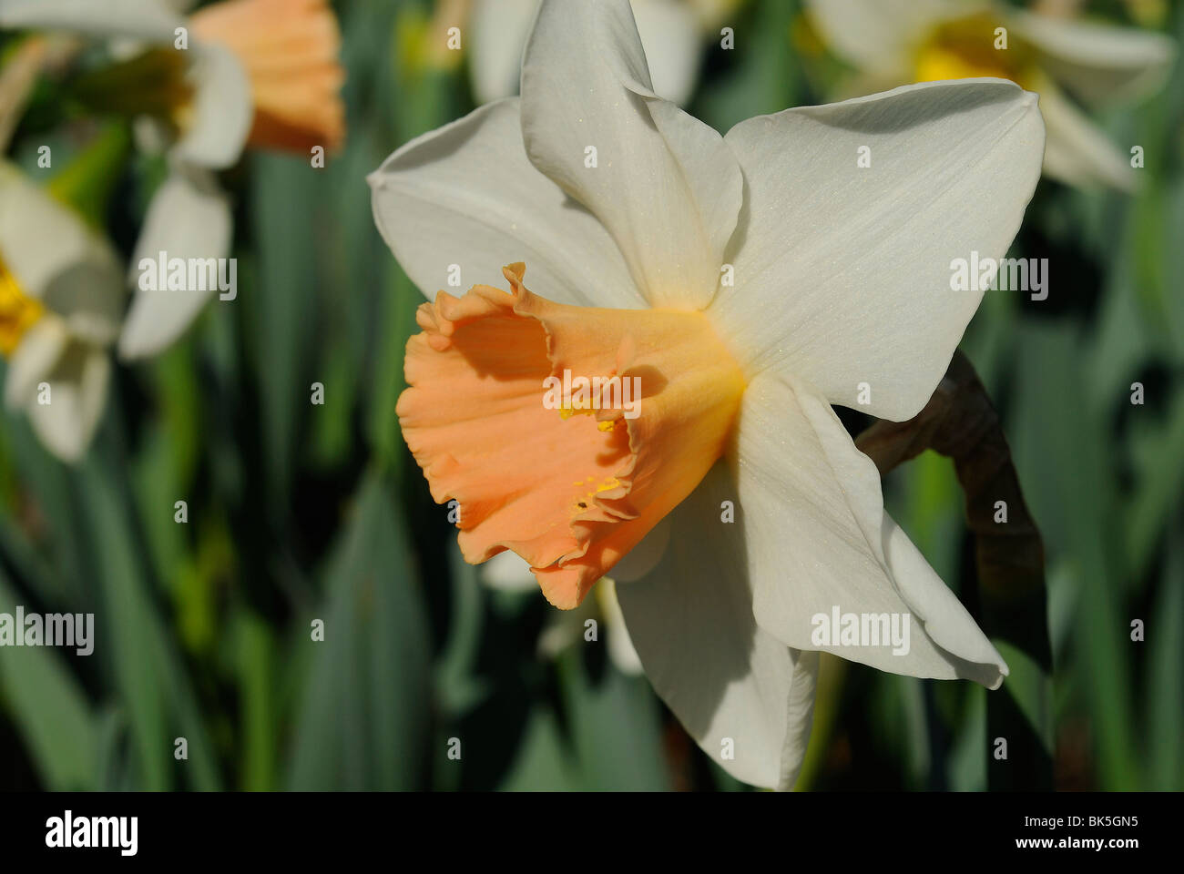 Daffodil Narcissus Geranium Stock Photos & Daffodil Narcissus Geranium ...