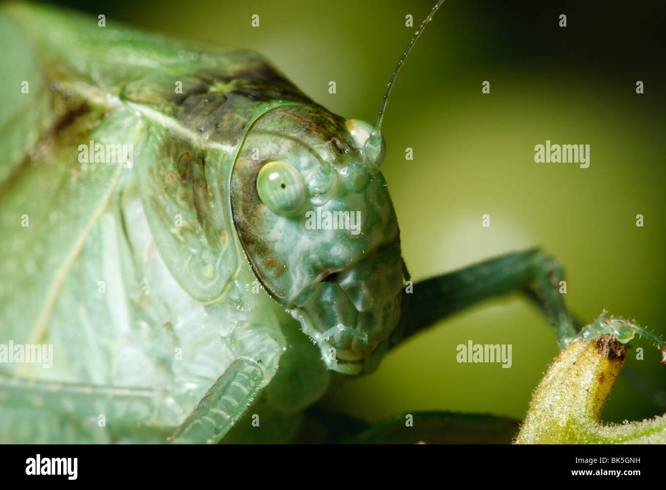 Broad winged katydid hi-res stock photography and images - Alamy