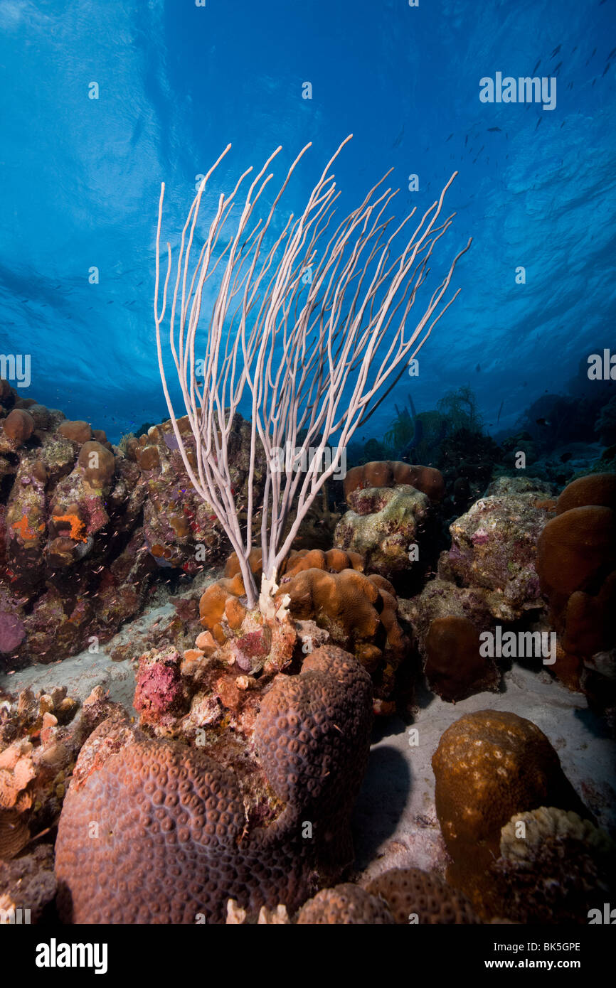 A tropical coral reef in Bonaire, Netherlands Antilles Stock Photo - Alamy