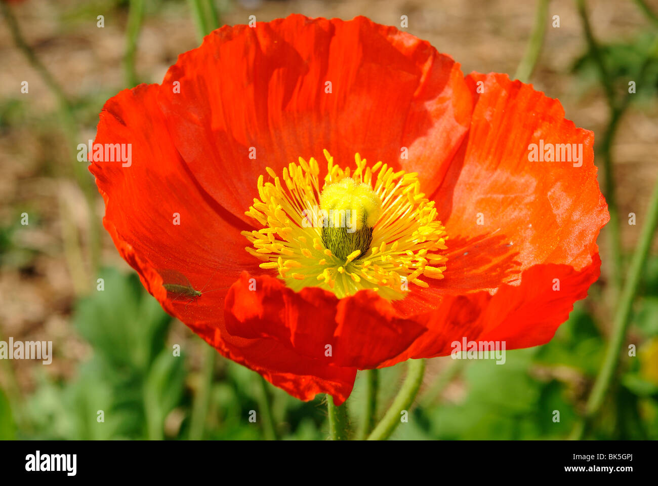 Poppy flower blooming in the Dallas Arboretum Park, Texas Stock Photo ...