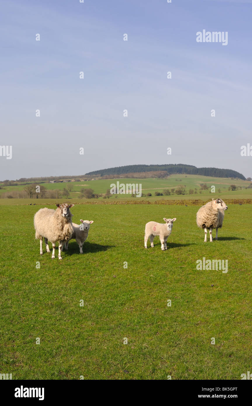 Ewes spring hi-res stock photography and images - Alamy