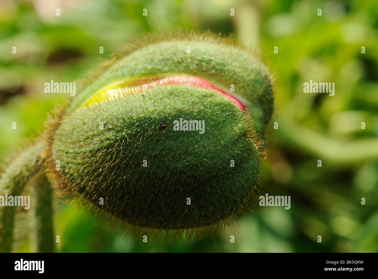 Poppy opening hi-res stock photography and images - Alamy