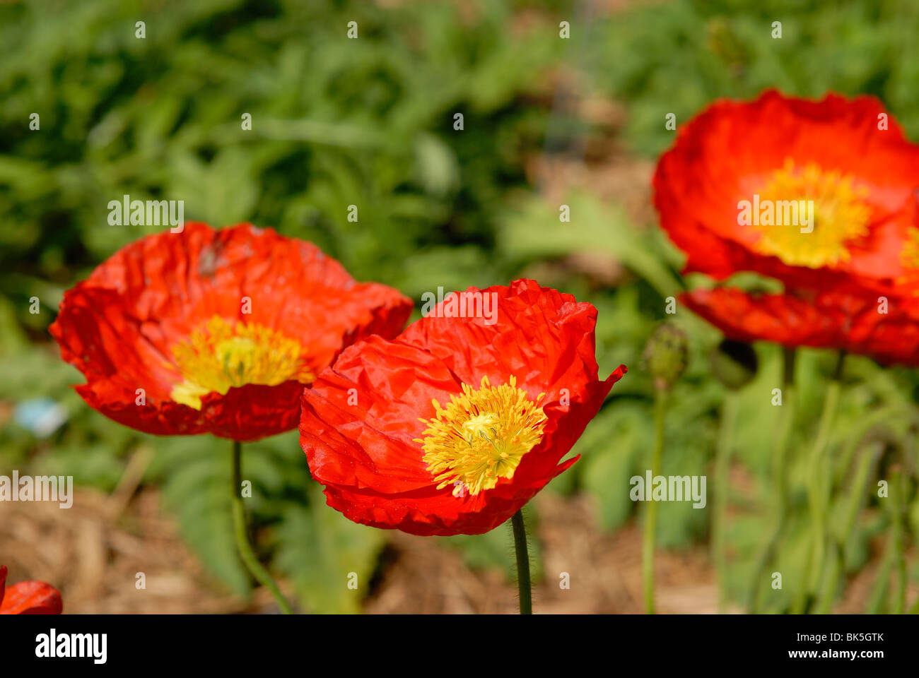 Poppy flower hi-res stock photography and images - Alamy