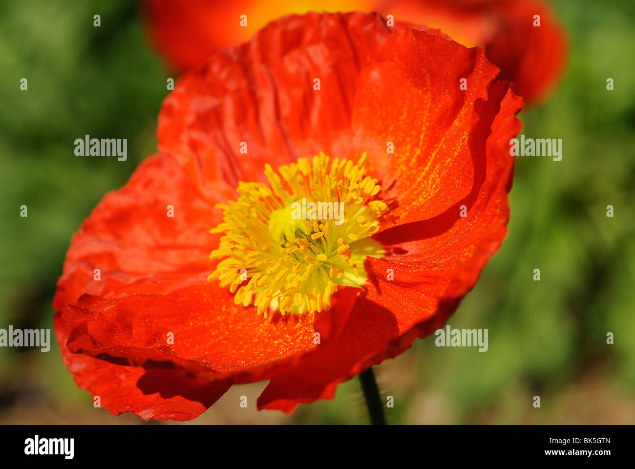 Poppy petals falling hi-res stock photography and images - Alamy