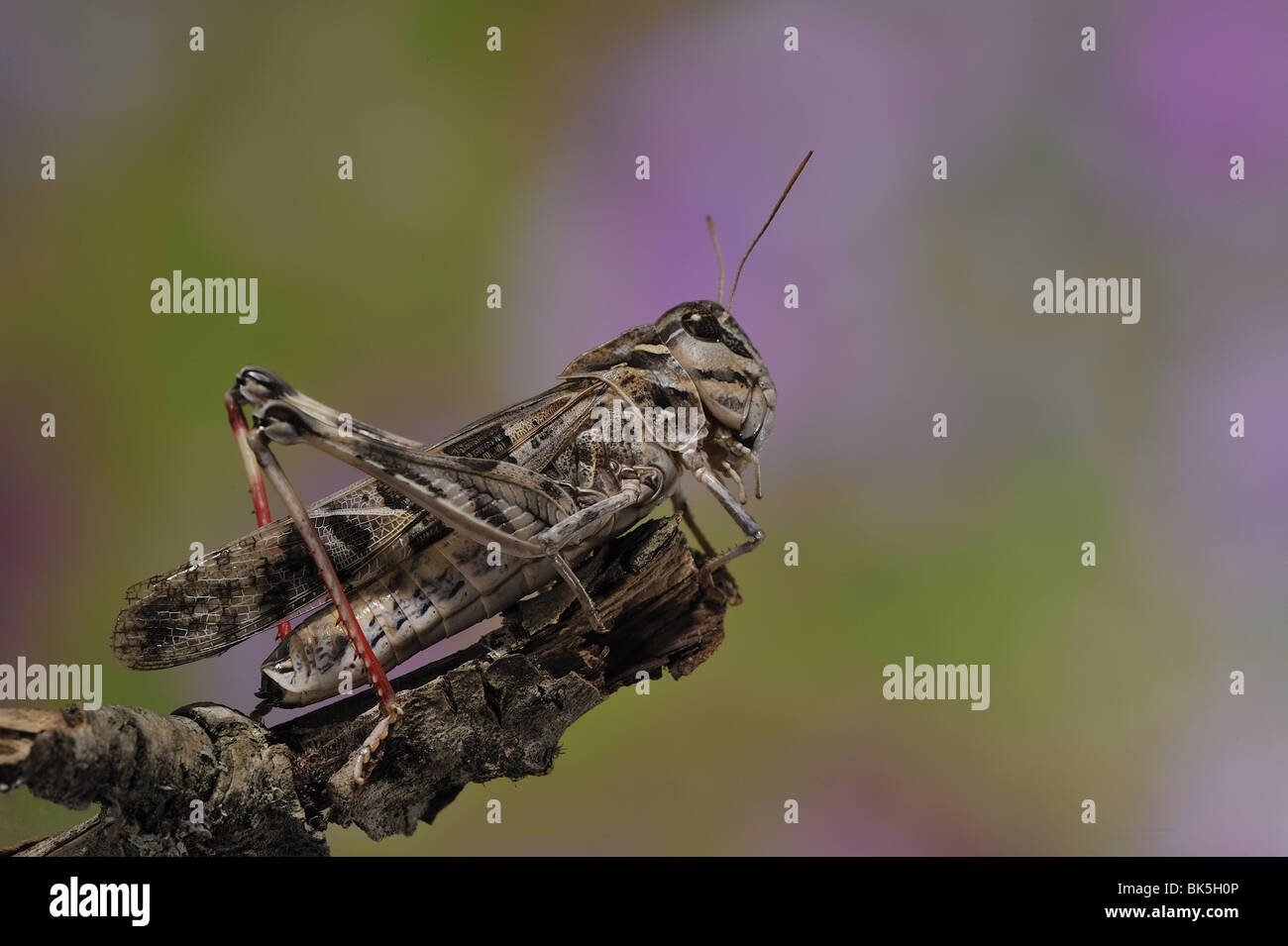 Oedaleus decorus hi-res stock photography and images - Alamy