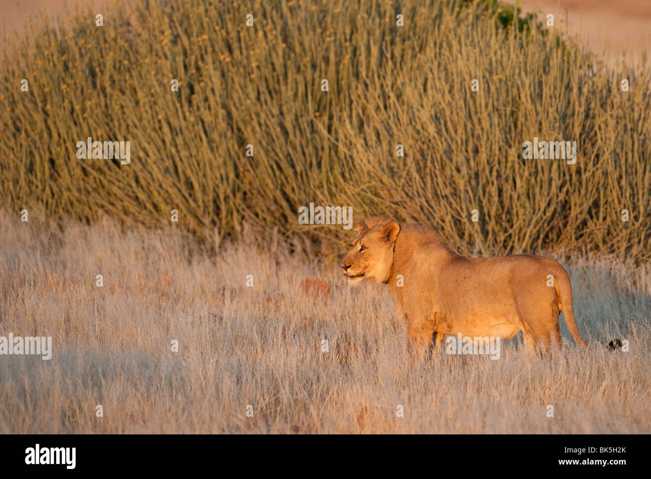 Desert lion hi-res stock photography and images - Alamy