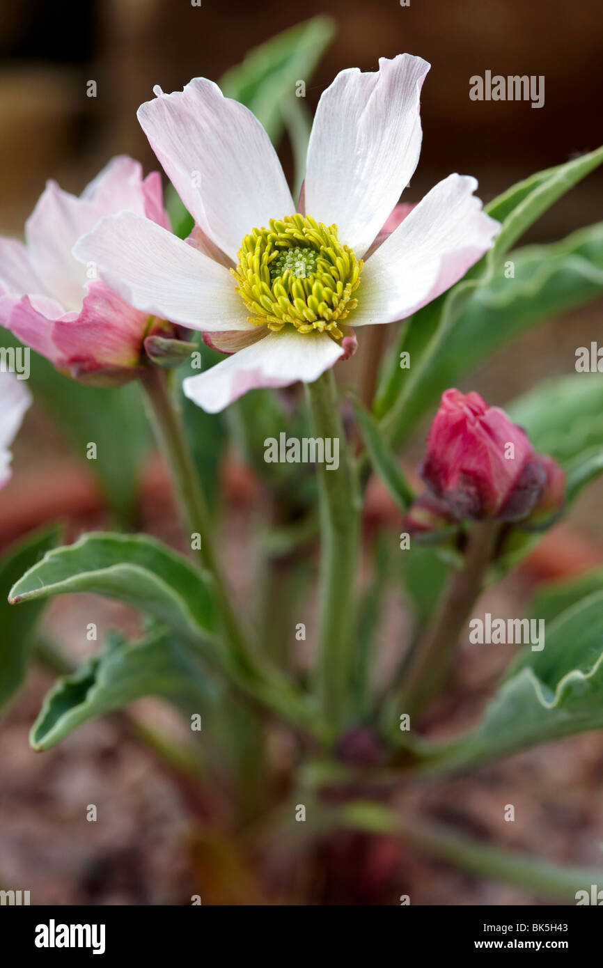 Calandrinoides hi-res stock photography and images - Alamy