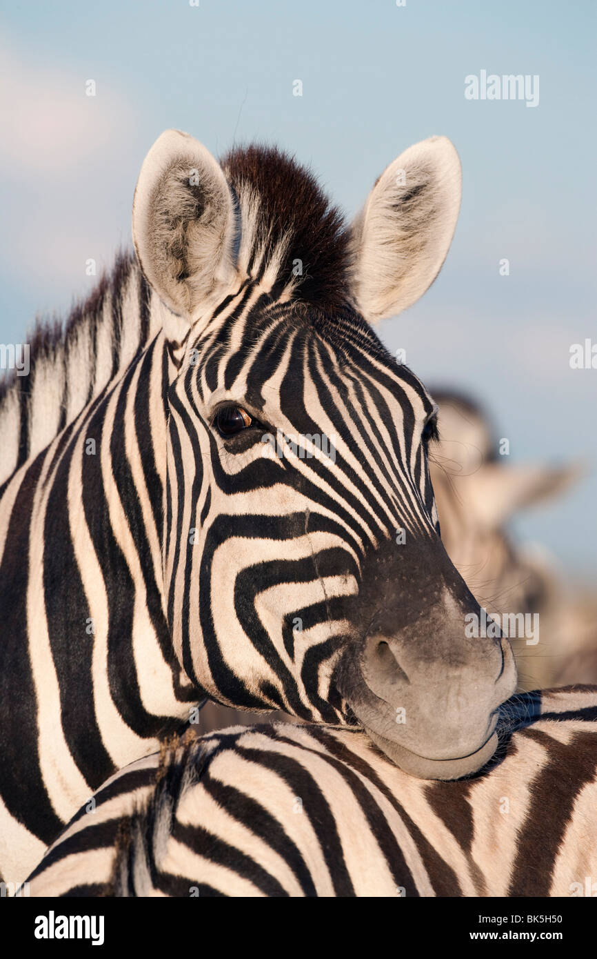Burchell's zebra (Equus burchelli), resting, Etosha National Park ...