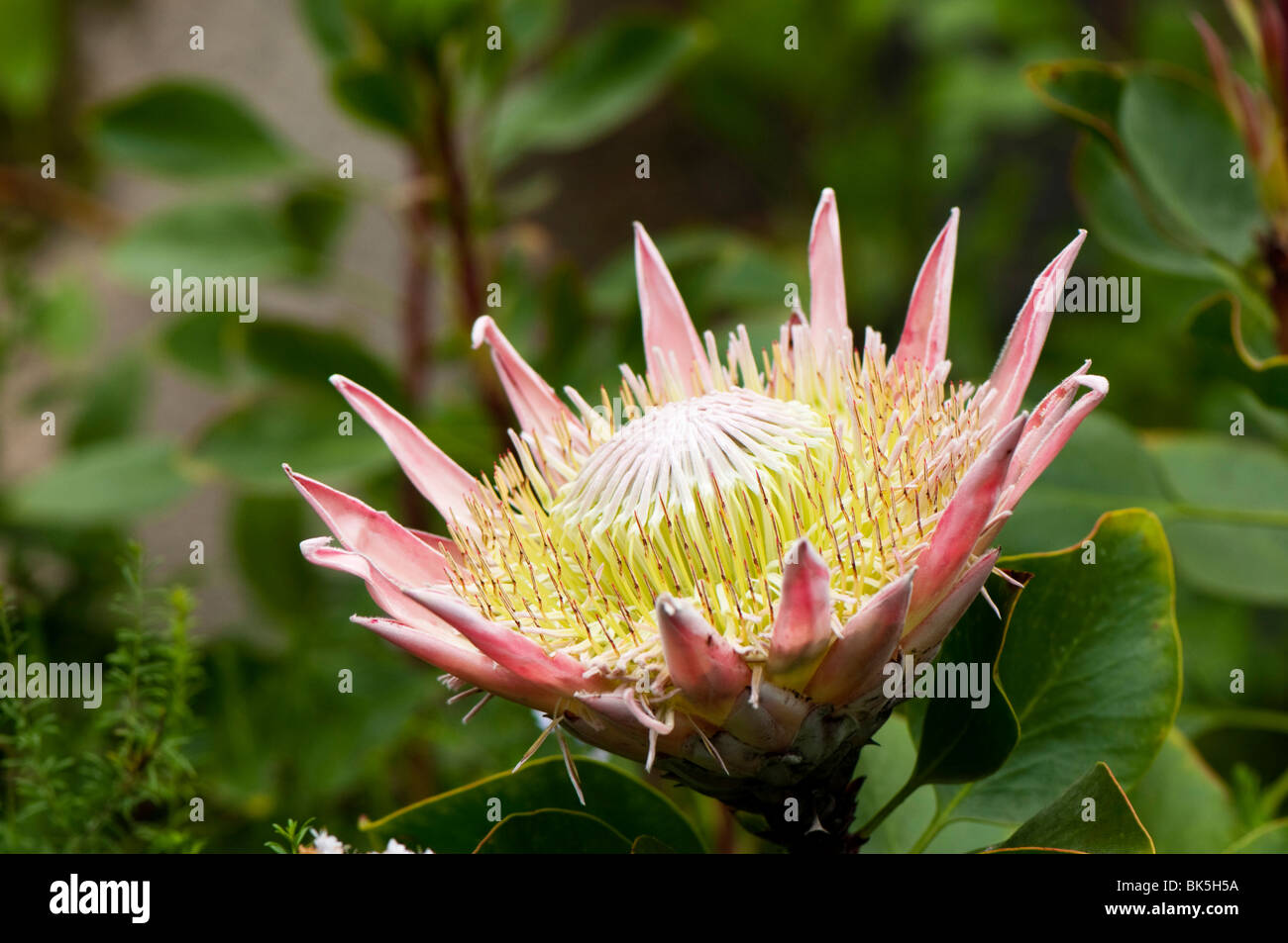 King protea flower hi-res stock photography and images - Alamy