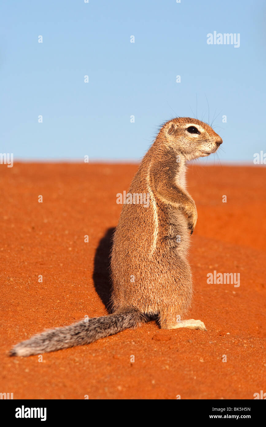 Ground squirrel (Xerus inauris), Kgalagadi Transfrontier Park, Northern ...
