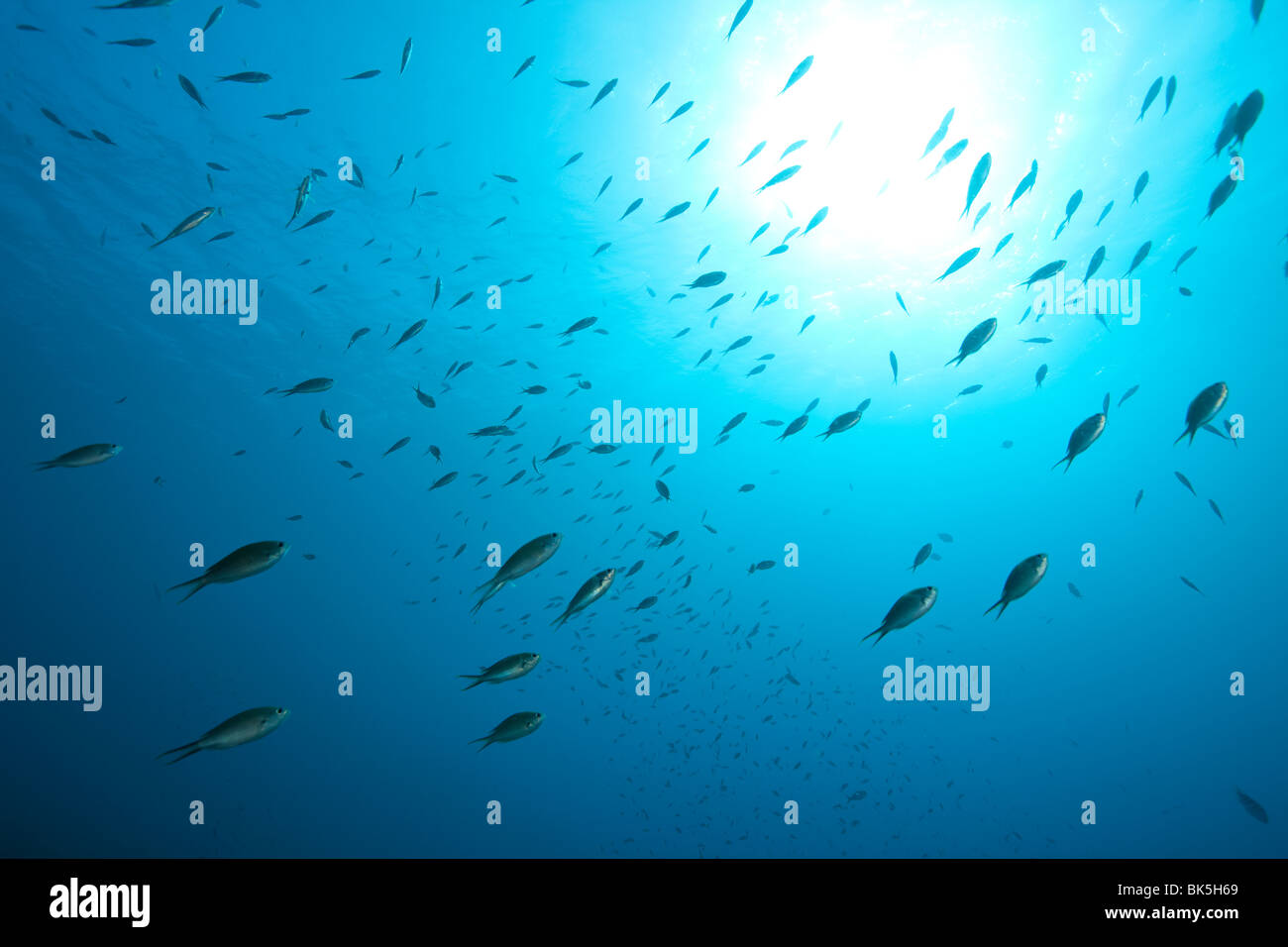 Brown Chromis (Chromis multilineata) swimming against a bright sun and ...