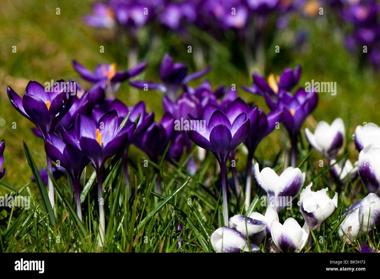Crocus tommasinianus 'Ruby Giant' and Crocus chrysanthus 'Prins Claus ...