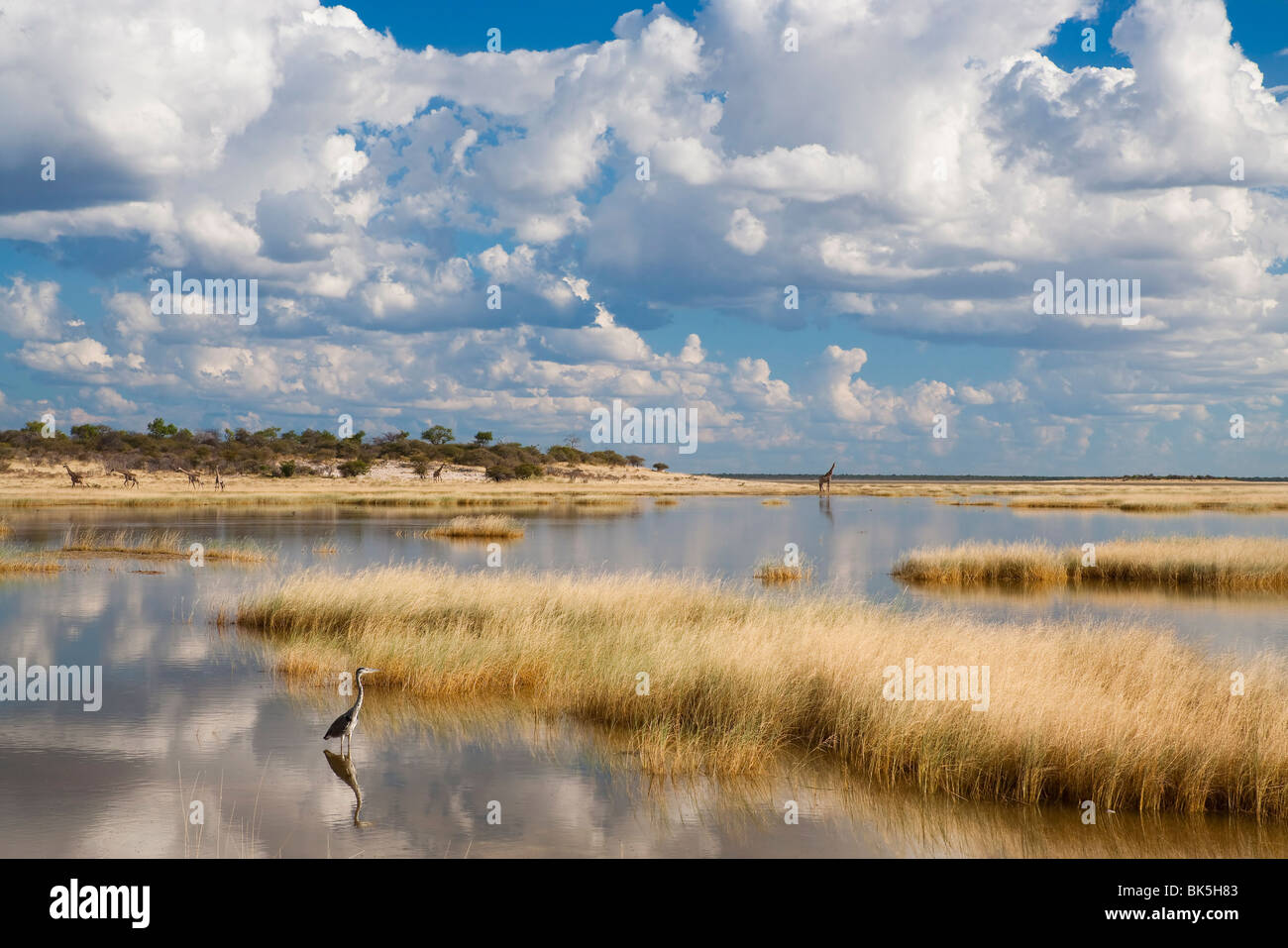 Etosha pan namibia hi-res stock photography and images - Alamy