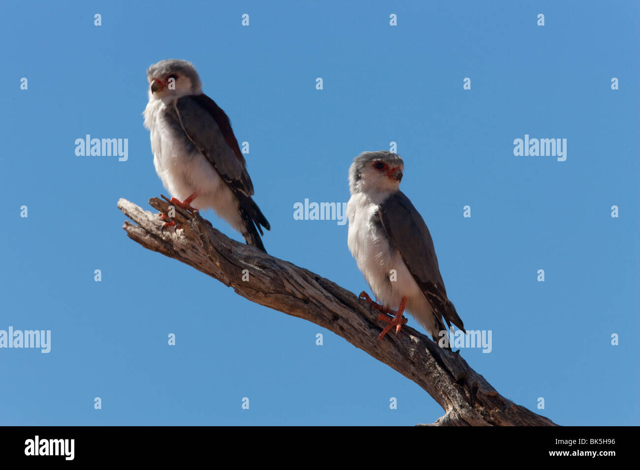 Pygmy falcon pair (Polihierax semitorquatus), Kgalagadi Transfrontier ...