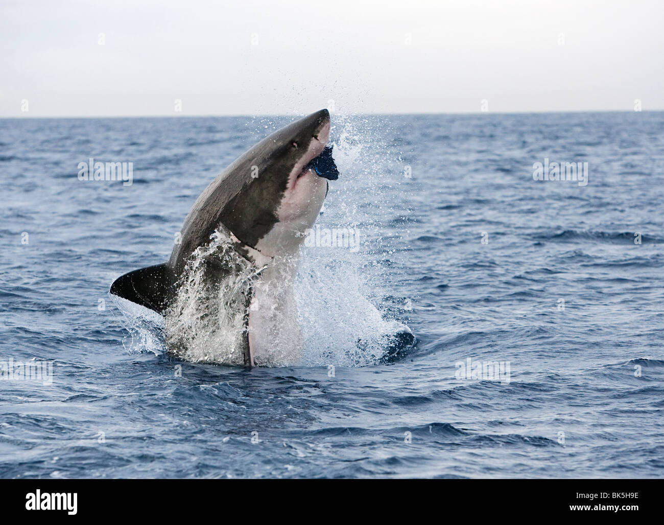 Great white shark side view hi-res stock photography and images - Alamy