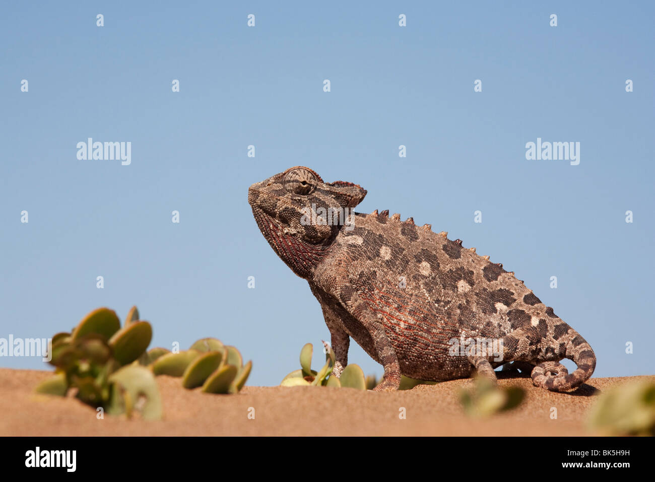 Namaqua chameleon (Chamaeleo namaquensis), Namib desert, Namibia ...