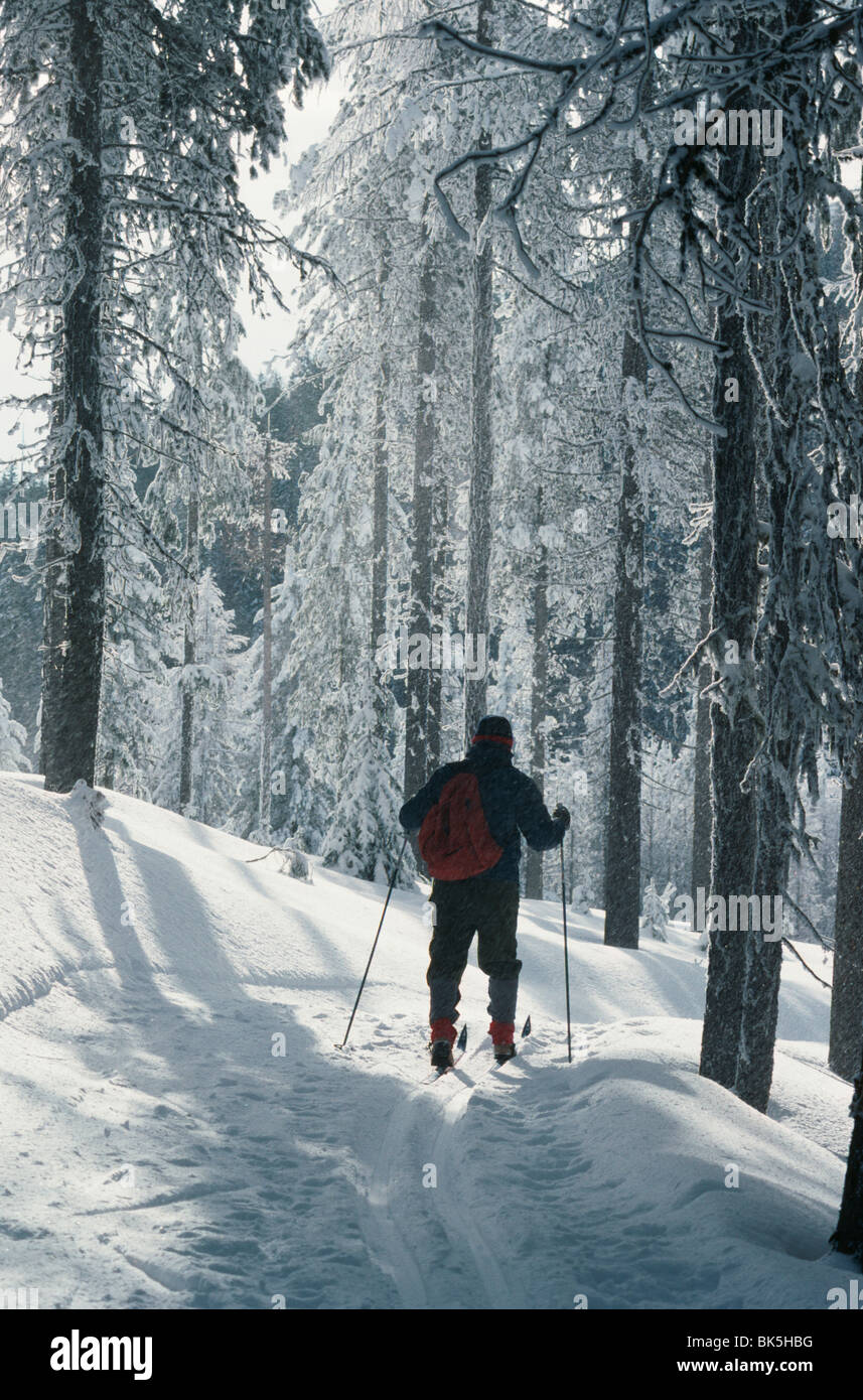 Mount Spokane State Park, skier on trail, USA, Washington State Stock ...