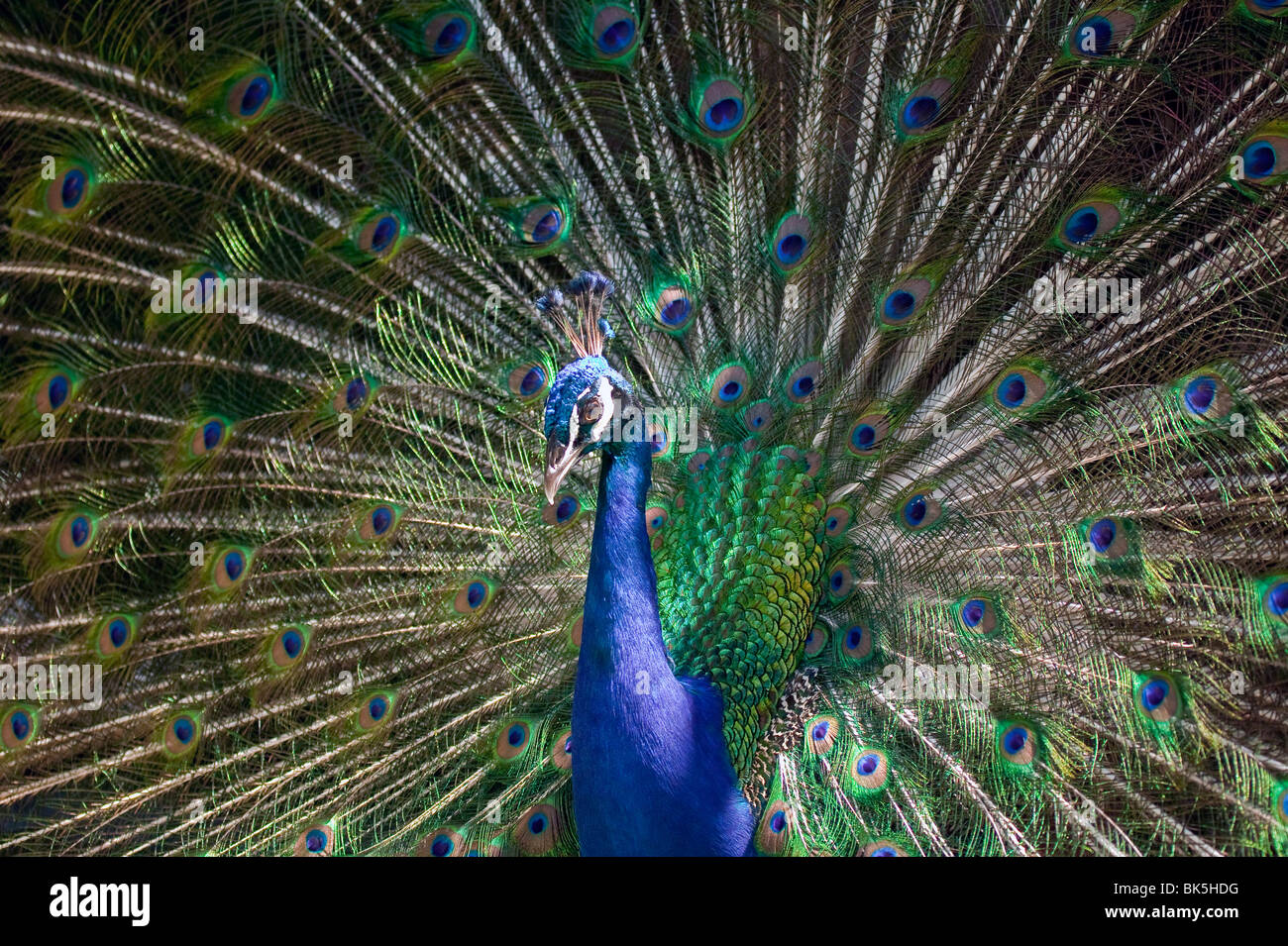 Peacock displaying tail feathers hi-res stock photography and images ...