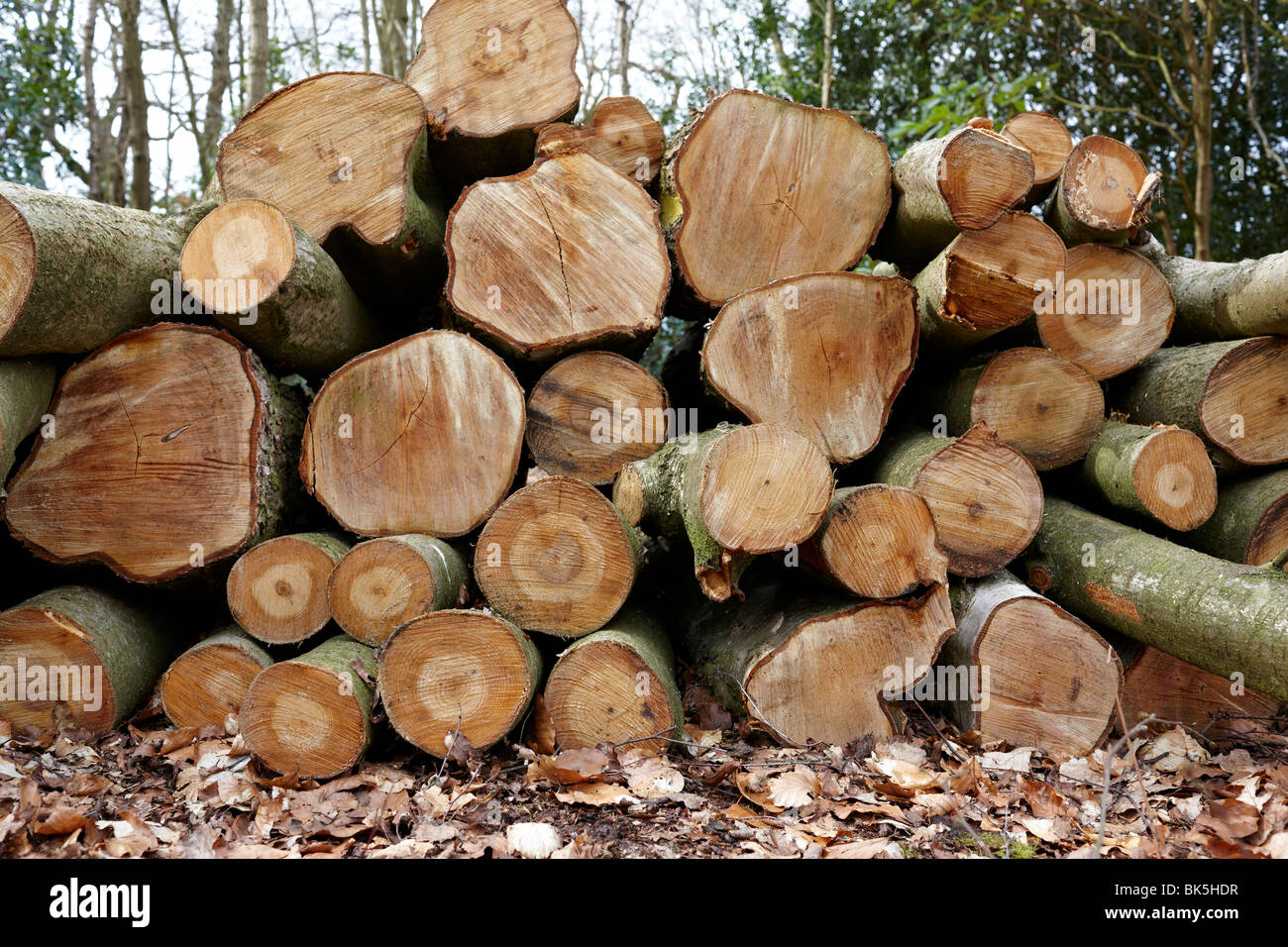 How to cut logs hi-res stock photography and images - Alamy