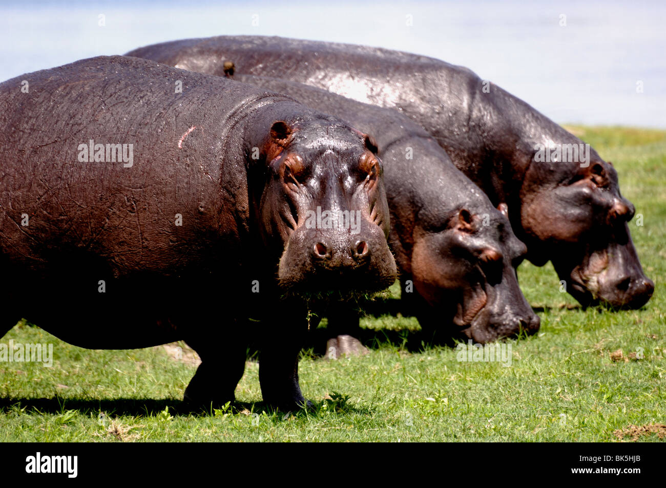 Hippos grazing hi-res stock photography and images - Alamy