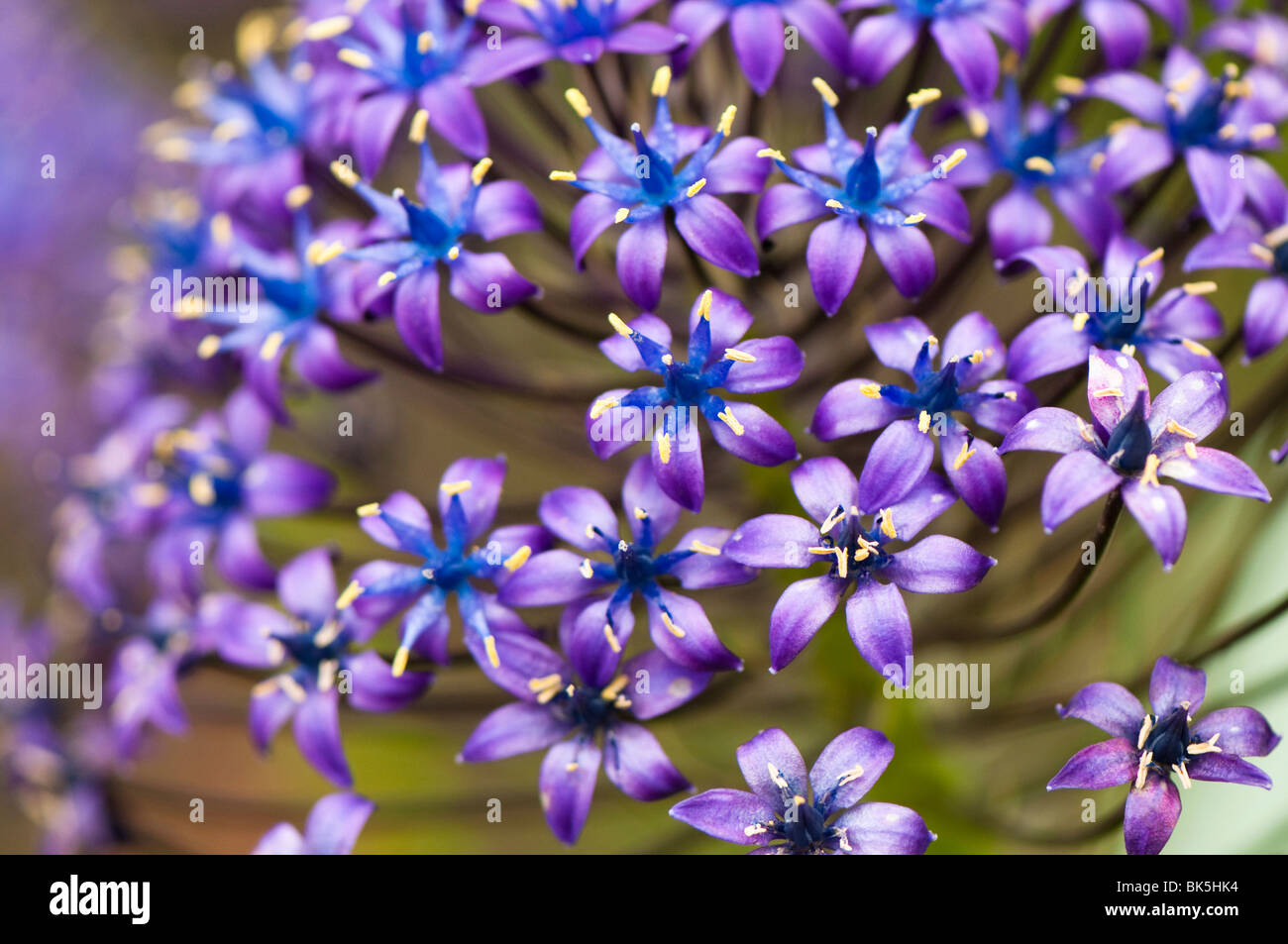 Cuban lily hi-res stock photography and images - Alamy