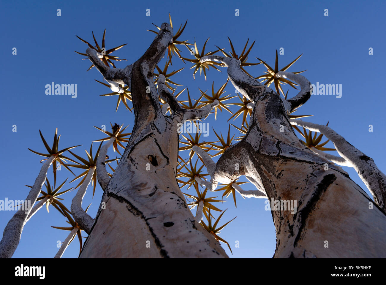 Quiver trees hi-res stock photography and images - Alamy
