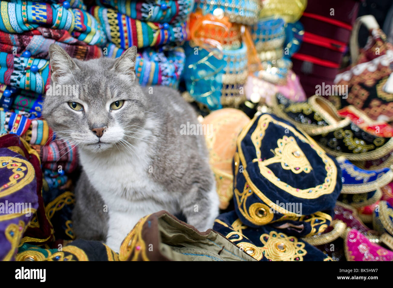 Cat in a store, Grand Bazaar, Istanbul, Turkey Stock Photo - Alamy