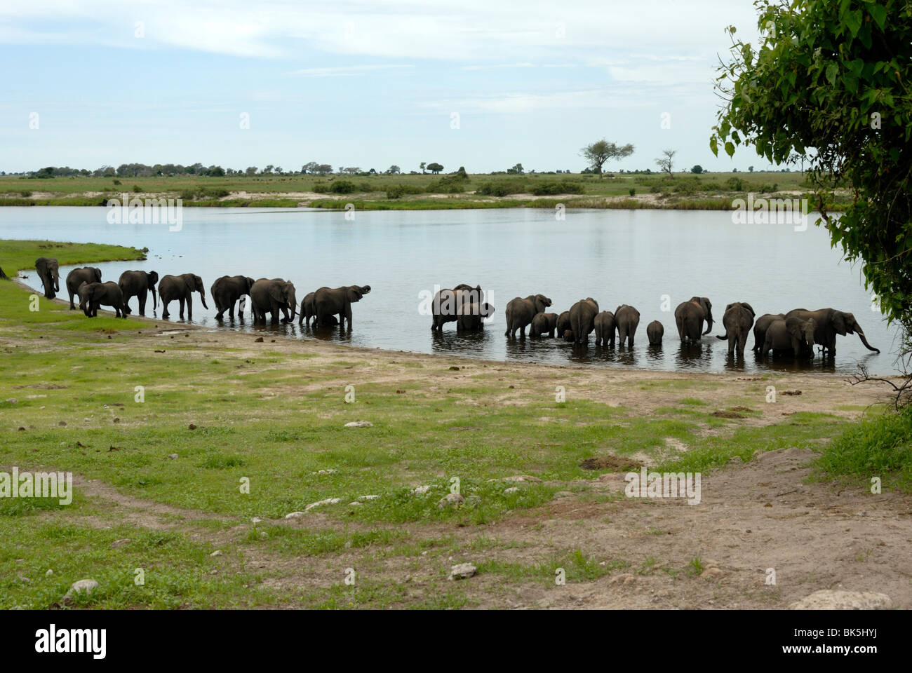 Elephants bathing, Chobe National Park, Botswana, Africa Stock Photo ...