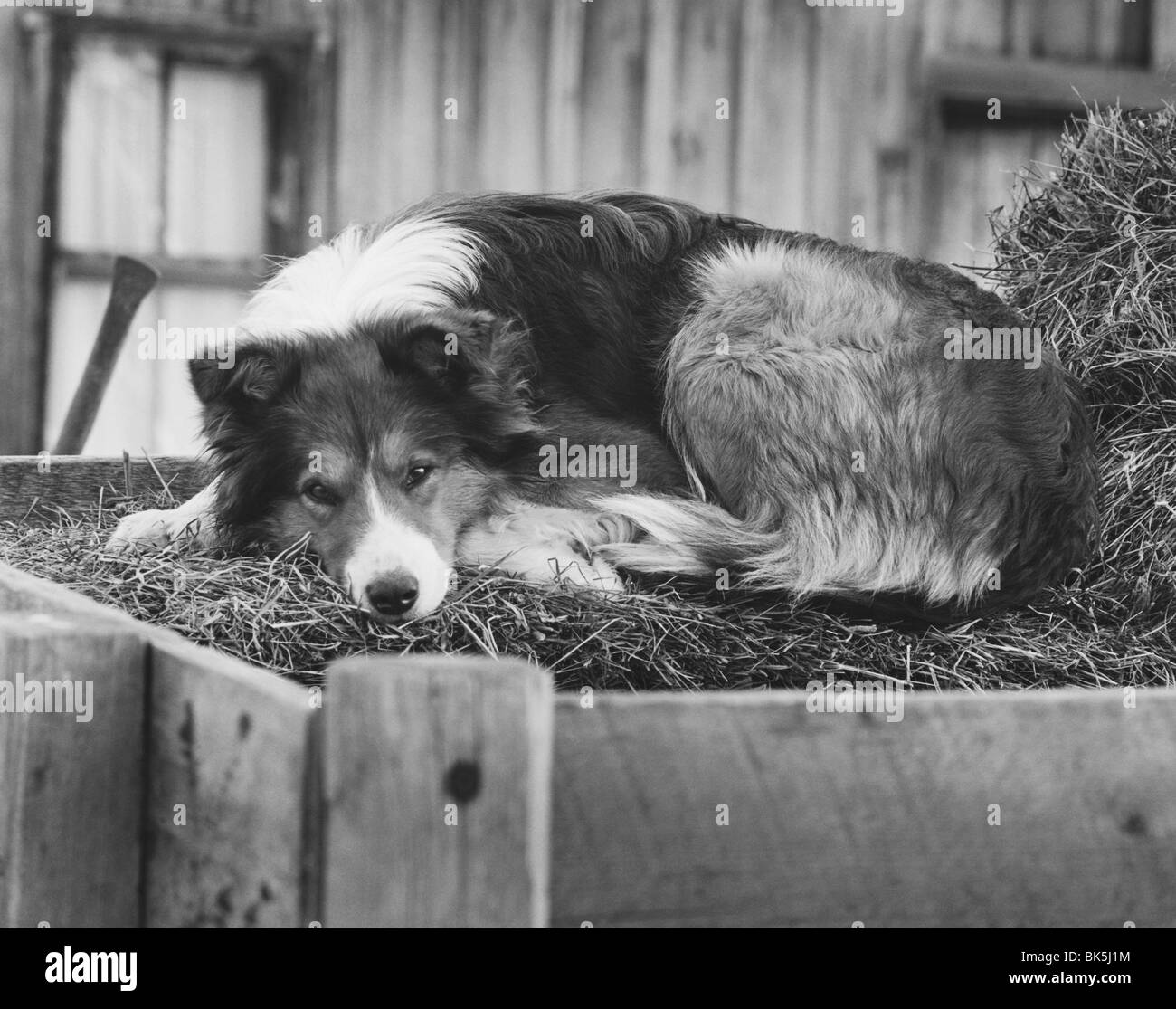 The dog is sitting Black and White Stock Photos & Images - Alamy