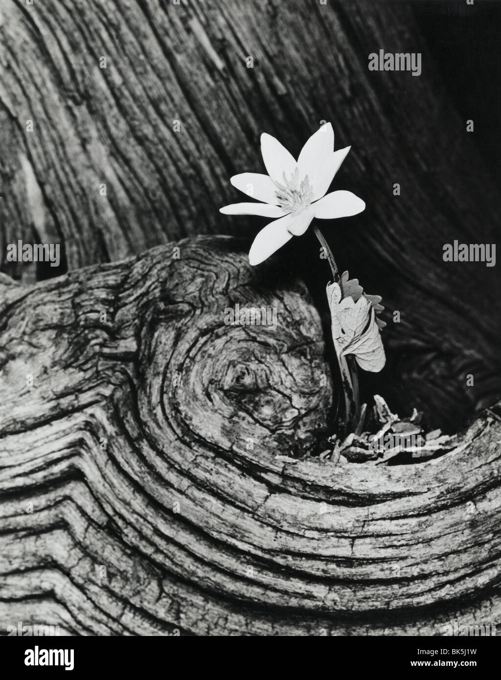 Bloodroot (Sanguinaria canadensis) flower growing on a tree trunk Stock ...