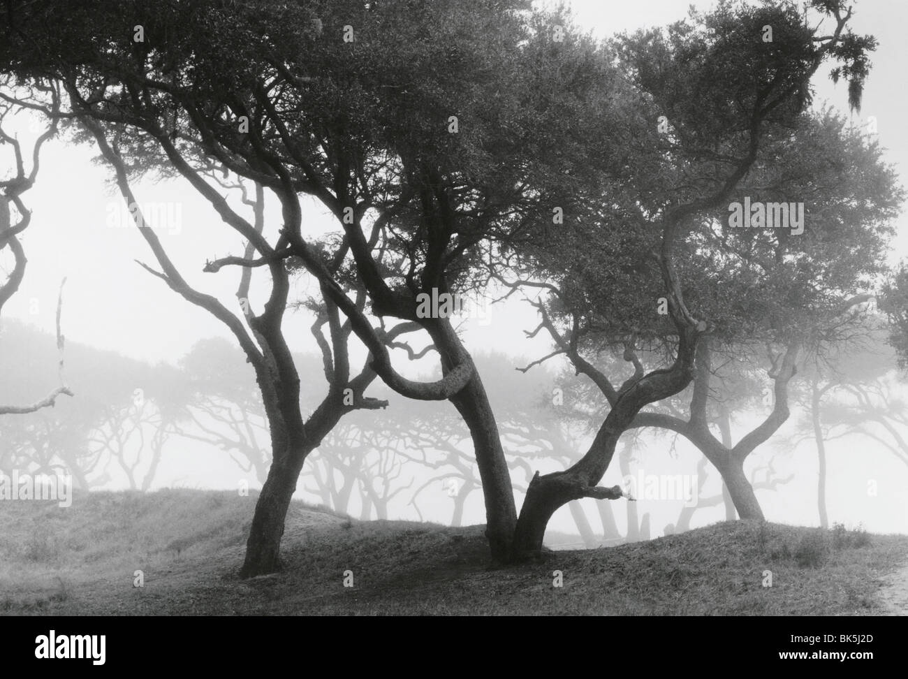 Shrouded trees hi-res stock photography and images - Alamy