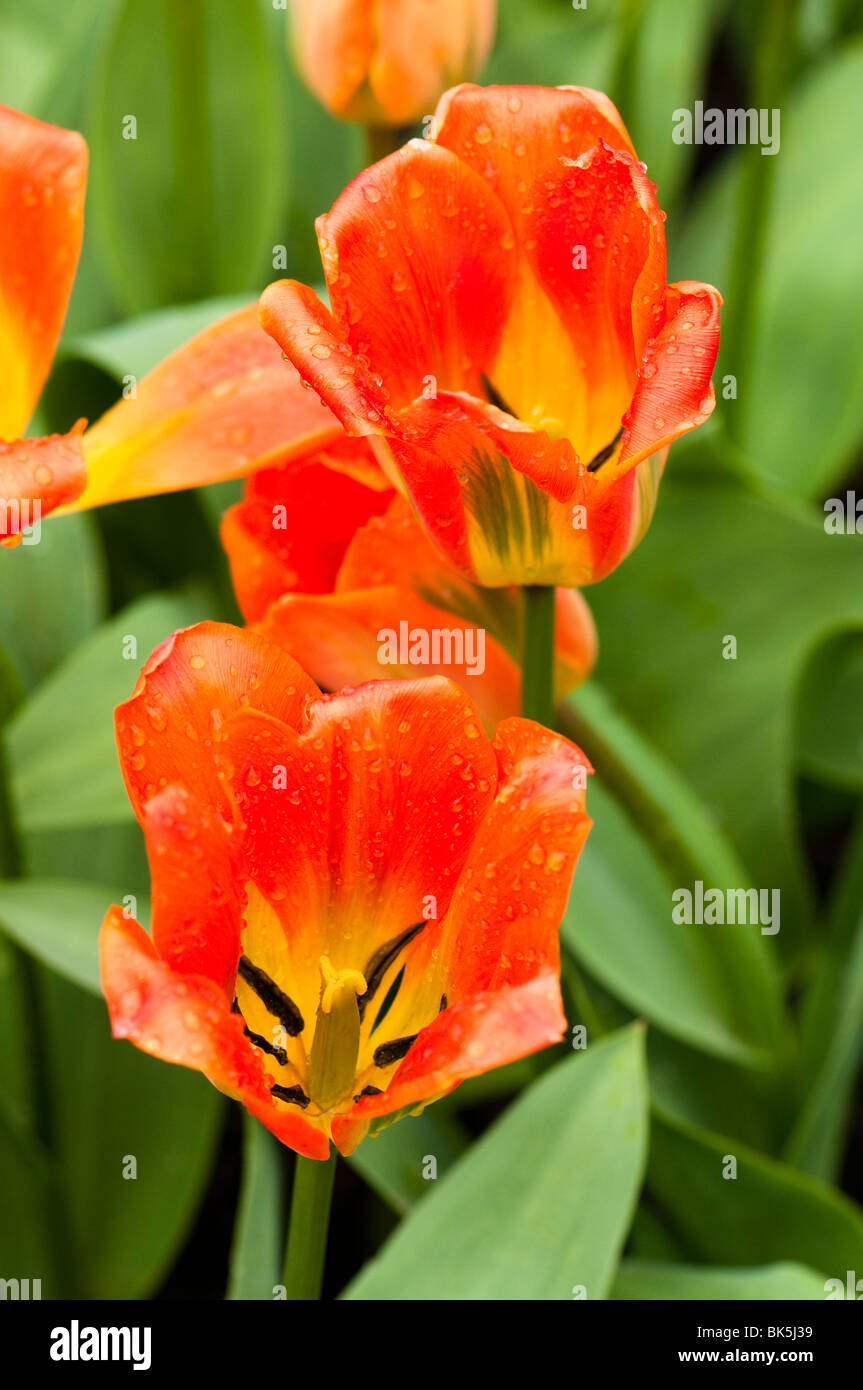 Yellow emperor flower hi-res stock photography and images - Alamy