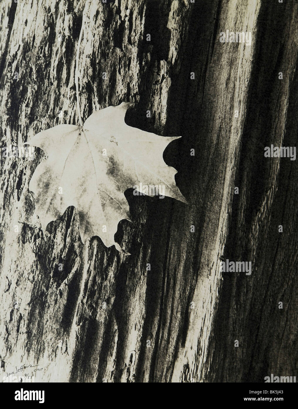 Maple leaf on a chestnut tree log, Blue Ridge Mountains, Virginia, USA ...