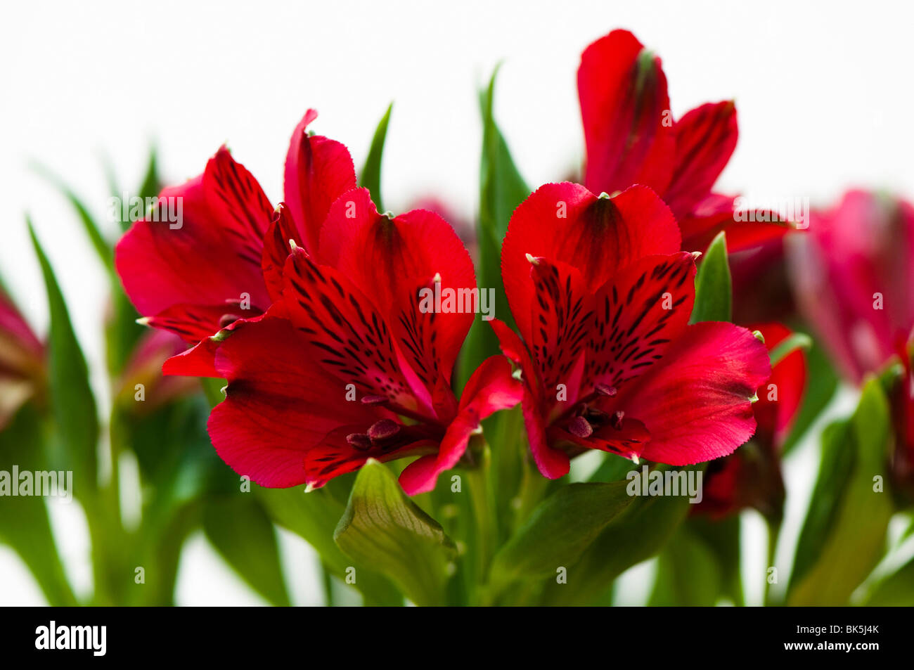 Red Alstroemeria, Peruvian or Lilies of the Incas, in flower against a ...