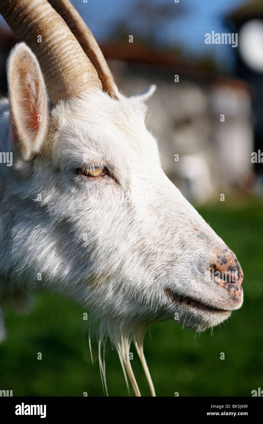 Saanen Goats High Resolution Stock Photography and Images - Alamy
