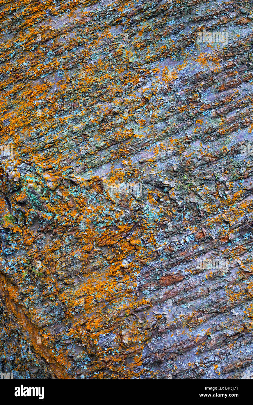 colorful tree bark Stock Photo - Alamy